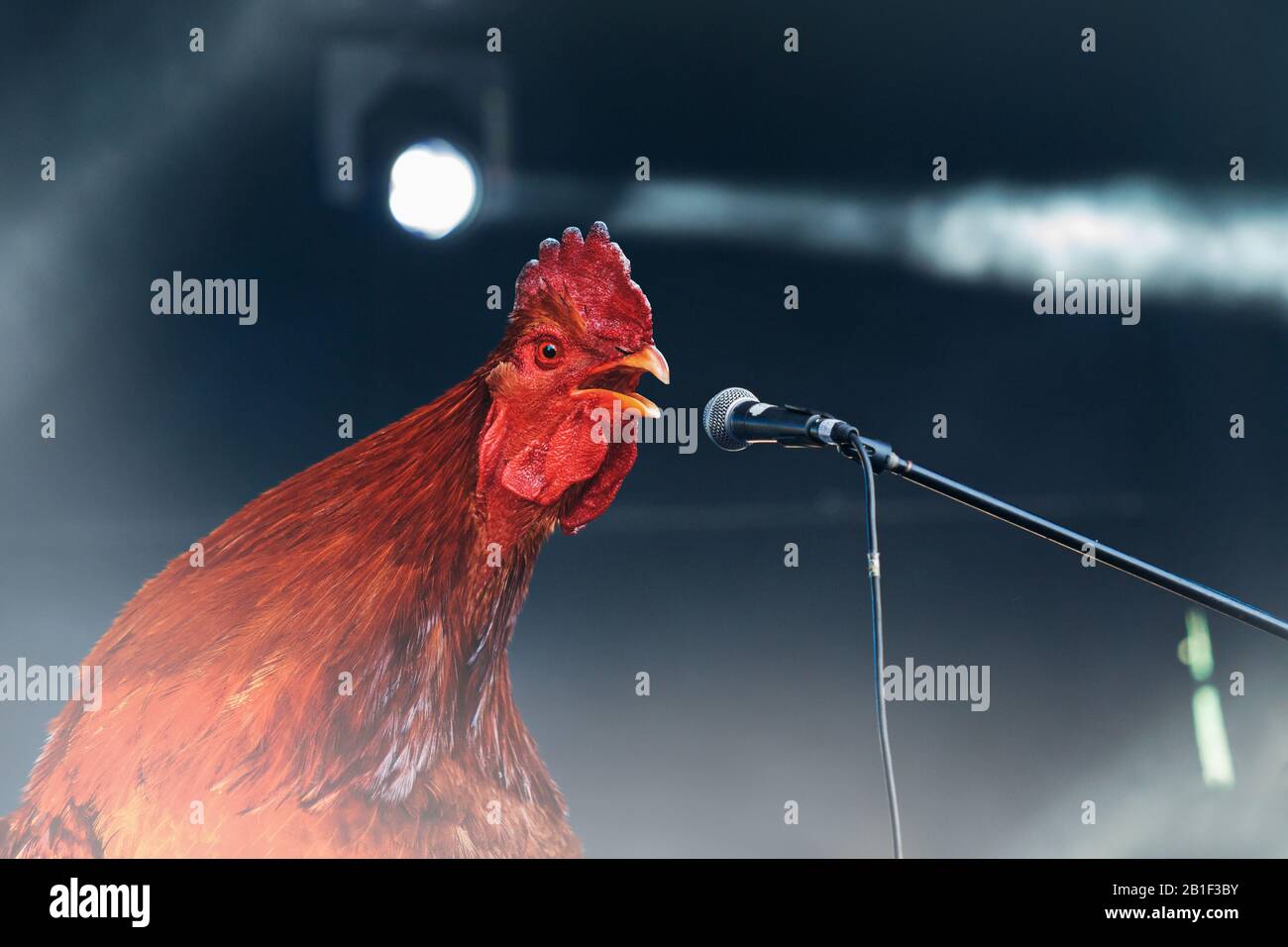 red rooster singing on stage microphone Stock Photo - Alamy