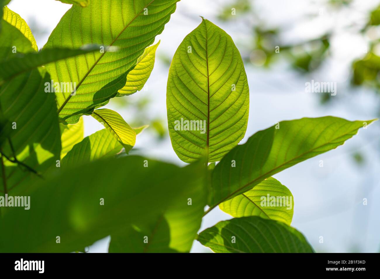 Meth green hi-res stock photography and images - Alamy
