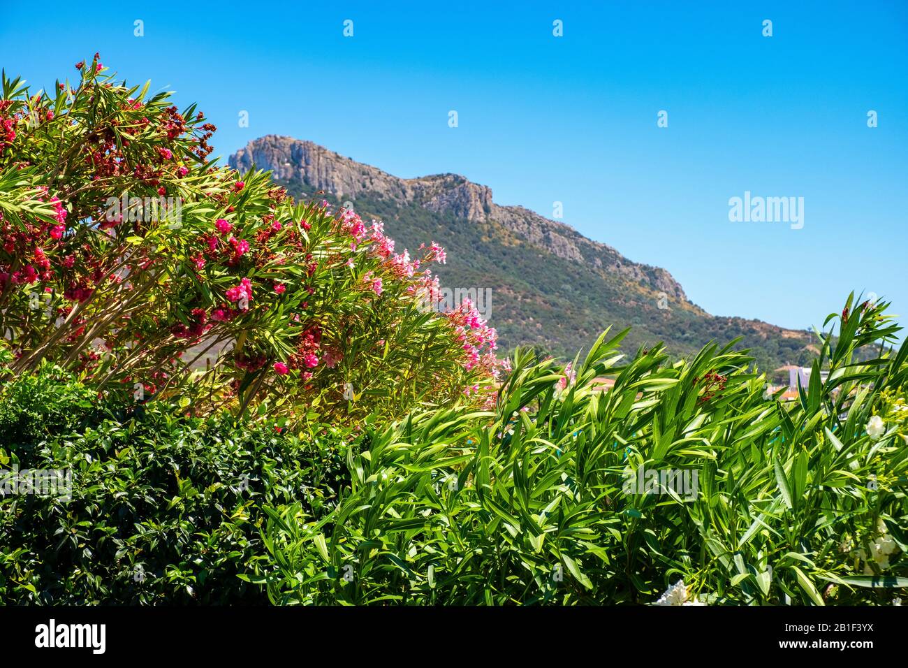 Figari hi-res stock photography and images - Alamy