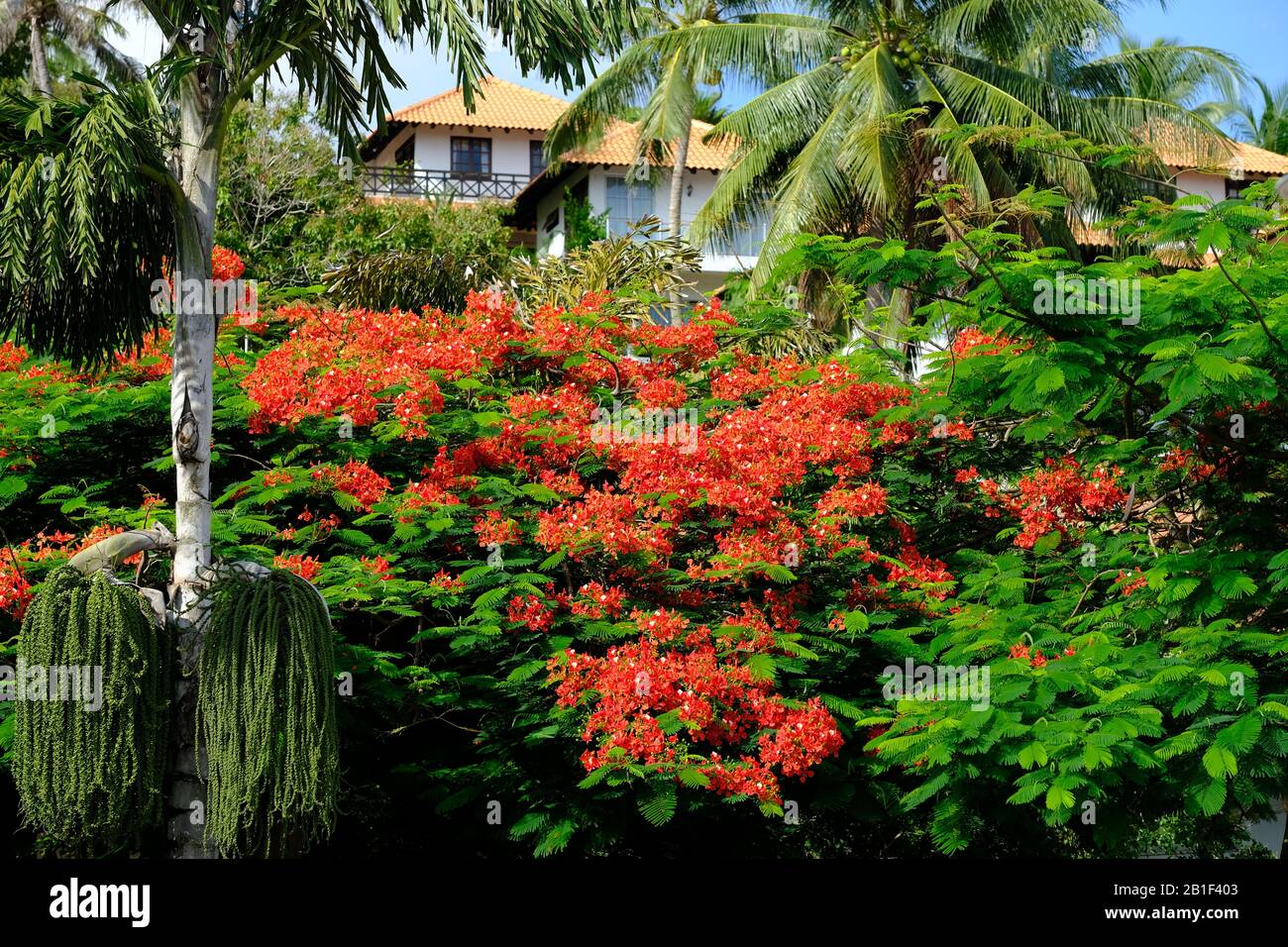 Batam Indonesia - Houses and blooming trees in Nongsa Beach area Stock ...