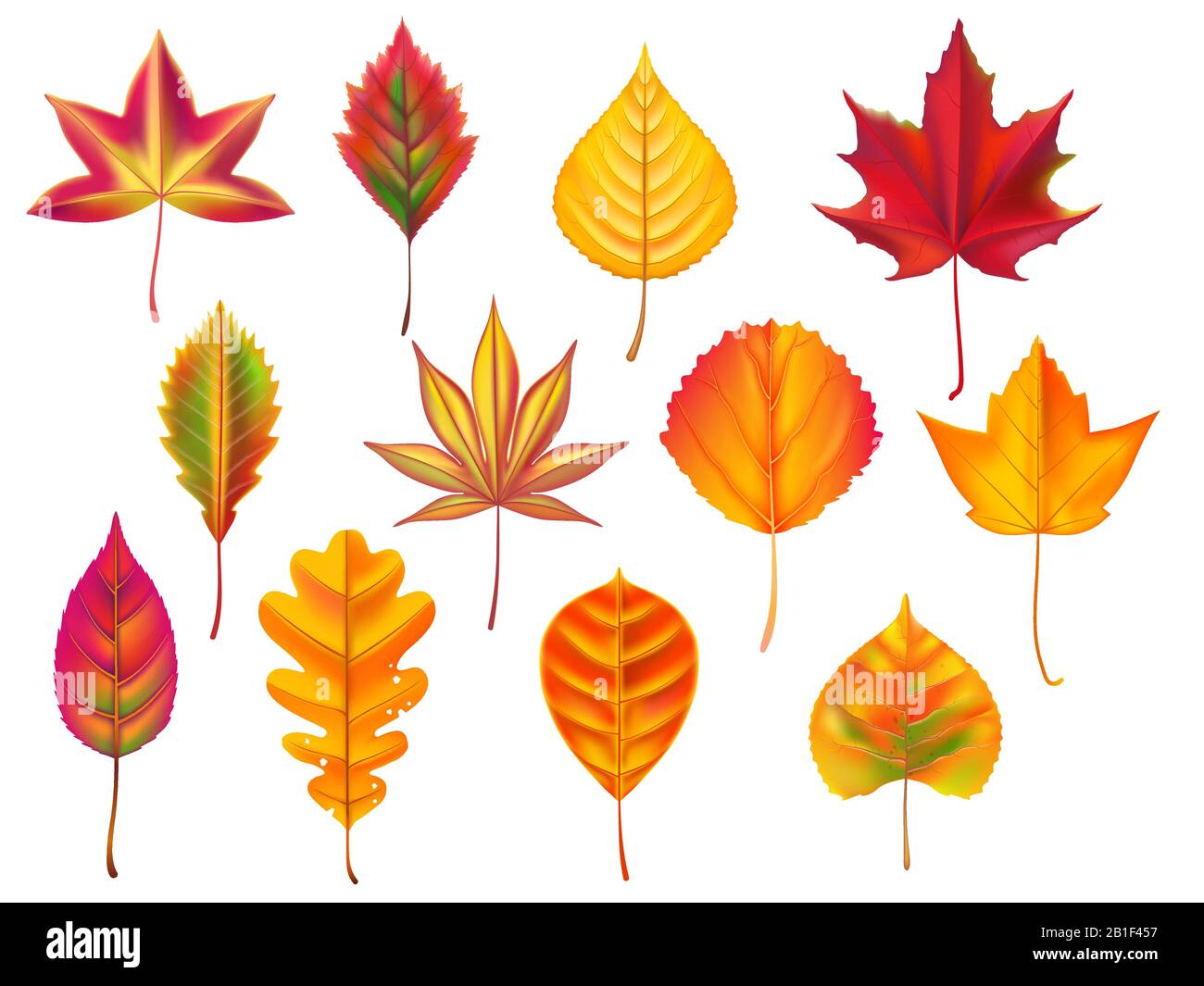 Autumn leaves. Fallen leaf, dry fall leafy litter and falling october ...