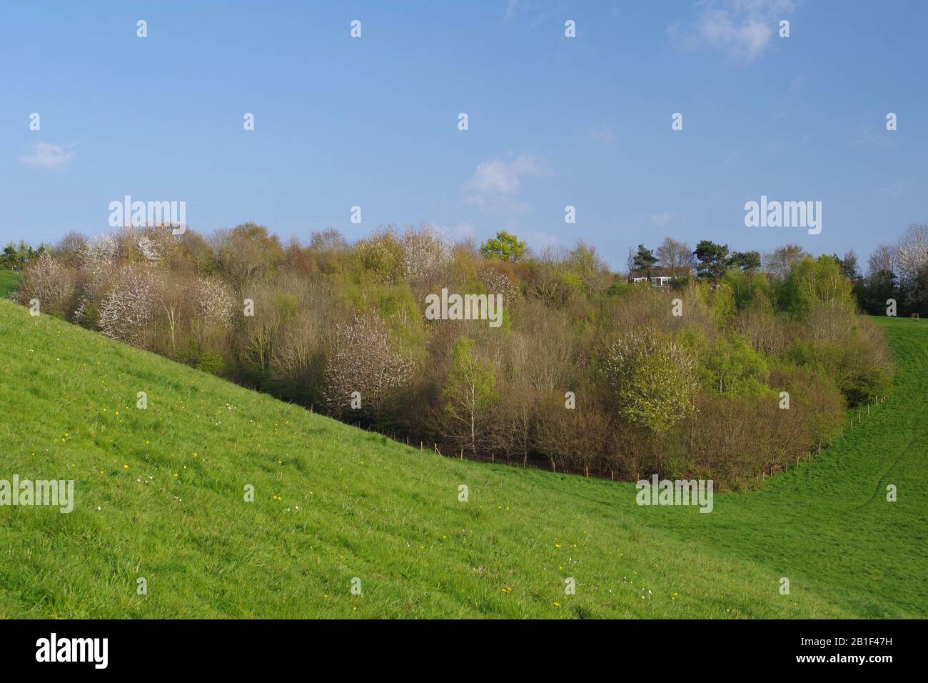 Young Trees in Spring Foliage. Ludwell Valley Park, Exeter, Devon, UK ...