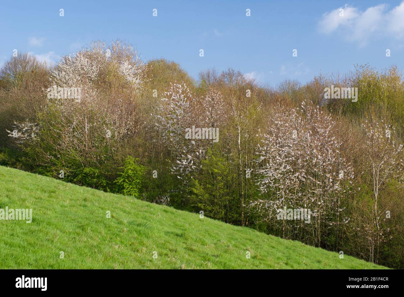 Young Trees in Spring Foliage. Ludwell Valley Park, Exeter, Devon, UK ...