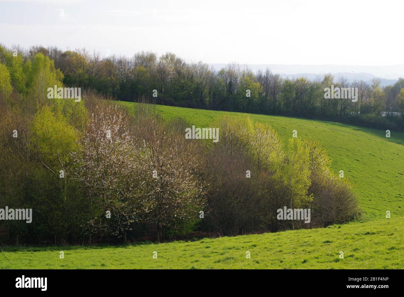 Young Trees in Spring Foliage. Ludwell Valley Park, Exeter, Devon, UK ...