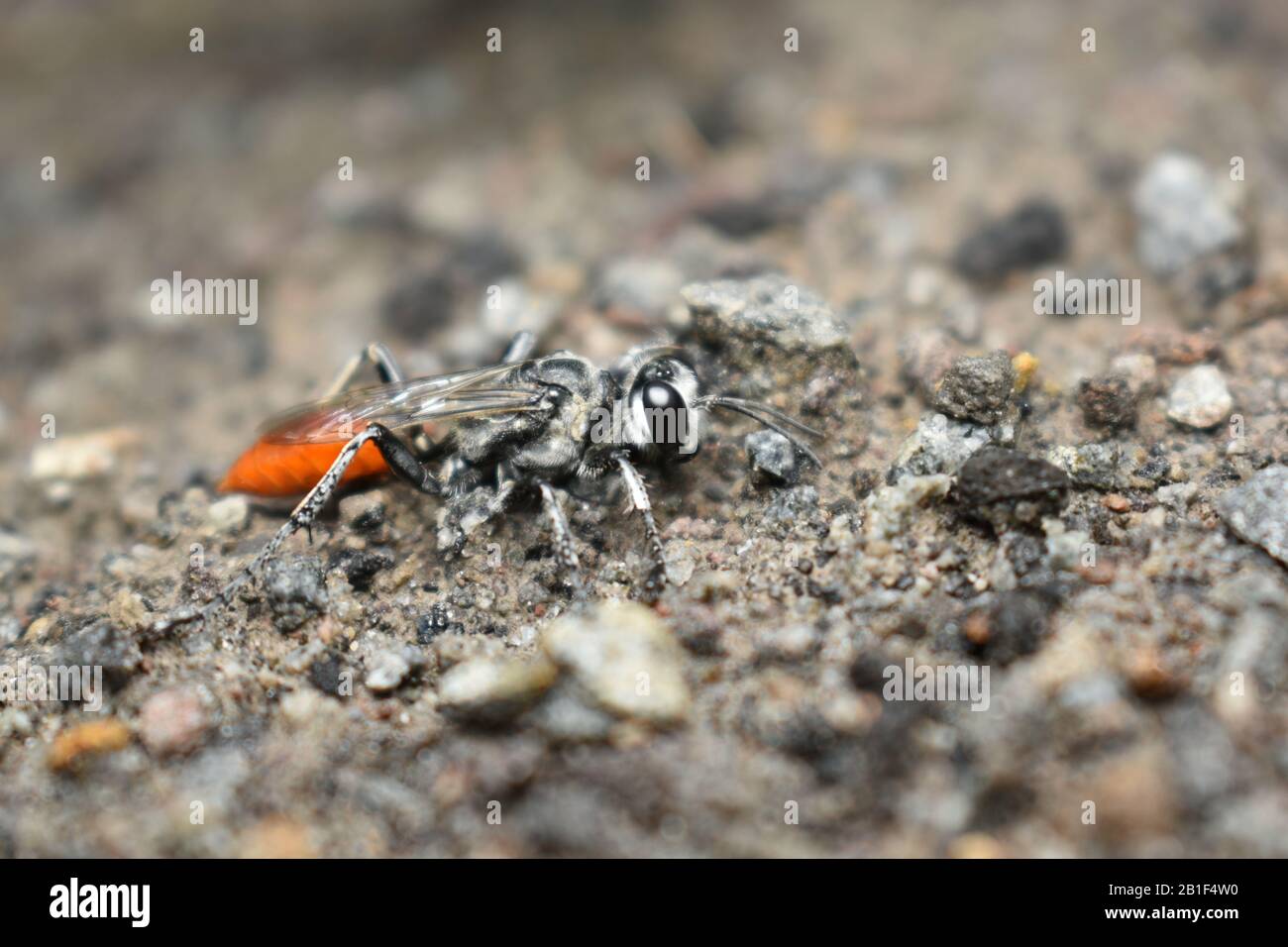 A close up photo of sand wasp (Tribe Psenini) crawling on wet sand ...