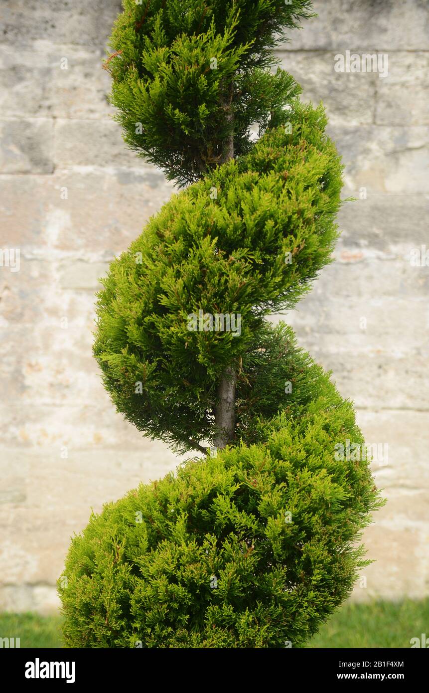 Interesting Tree Natural Stock Photo - Alamy