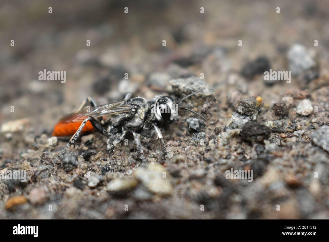A close up photo of sand wasp (Tribe Psenini) crawling on wet sand ...
