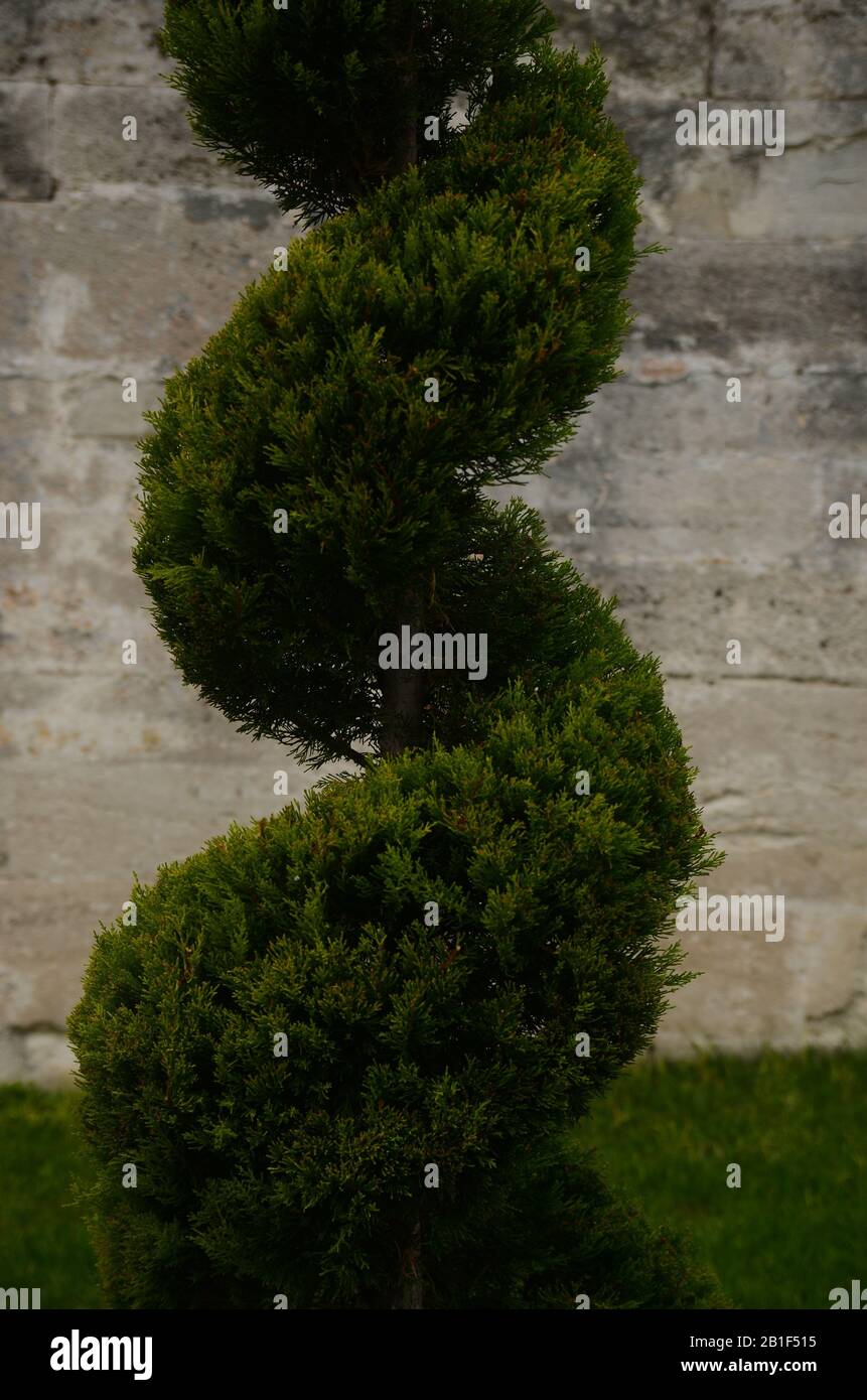 Interesting Tree Natural Stock Photo - Alamy