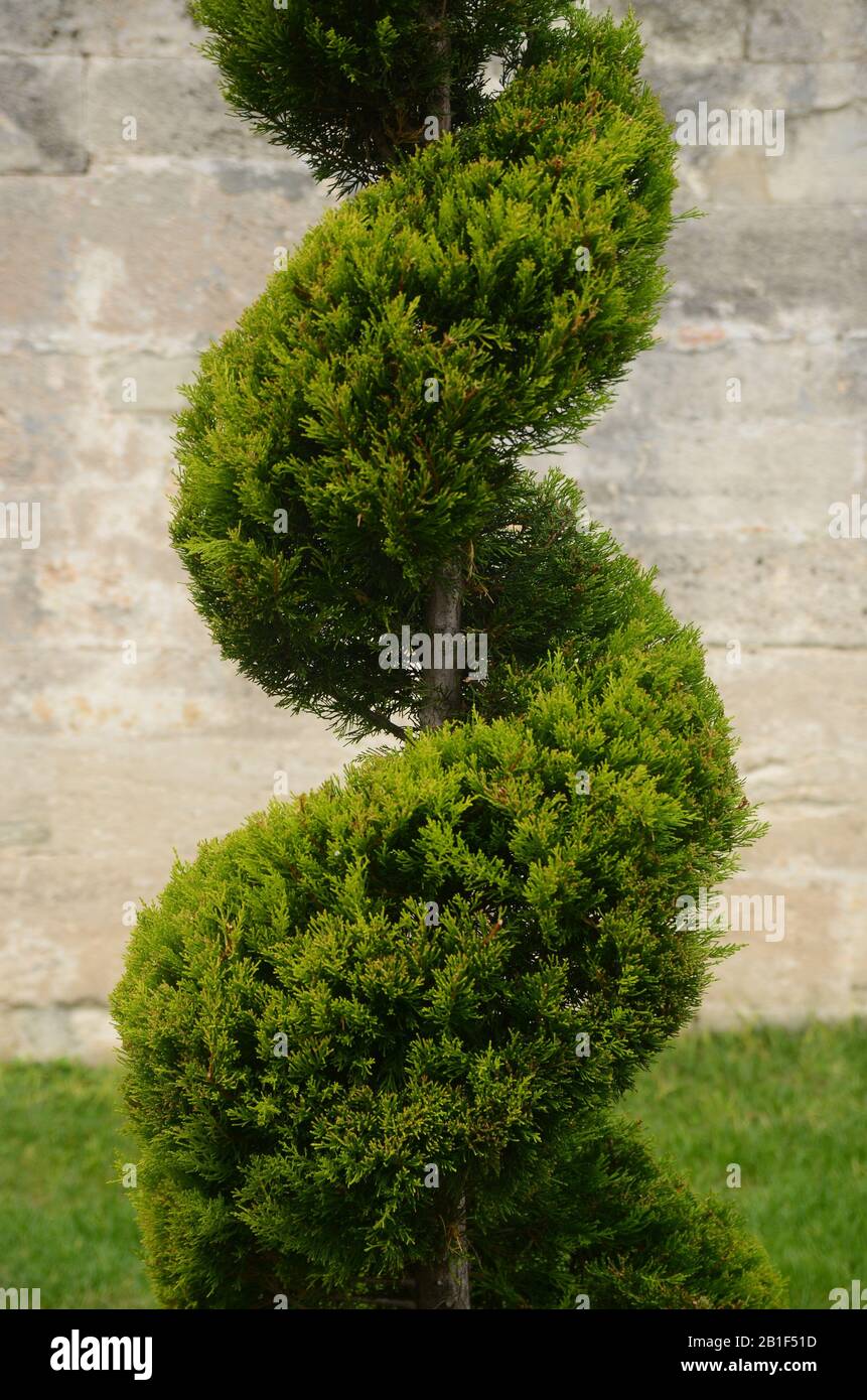 Interesting Tree Natural Stock Photo - Alamy