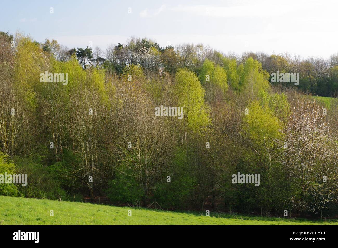 Young Trees in Spring Foliage. Ludwell Valley Park, Exeter, Devon, UK ...