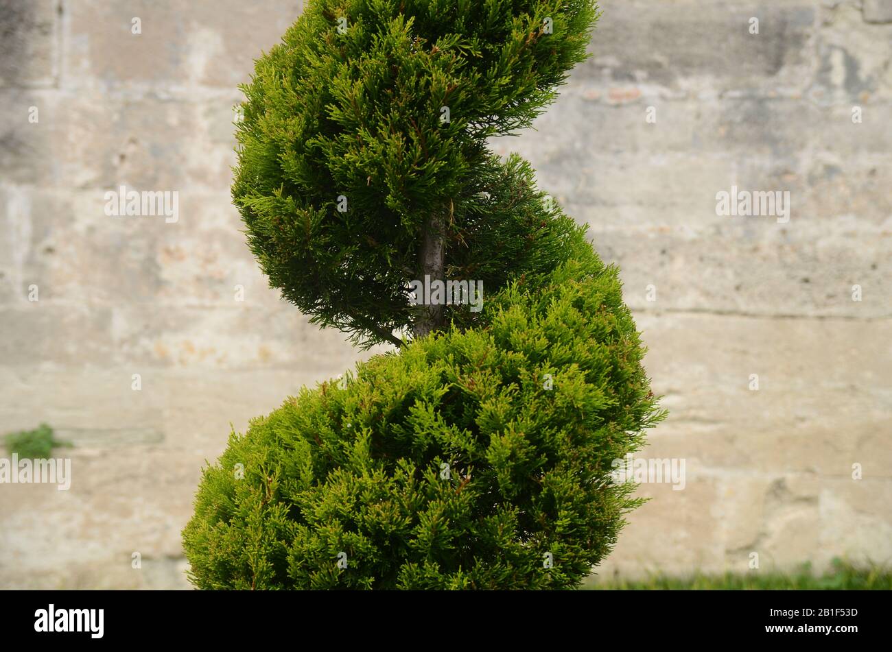 Interesting Tree Natural Stock Photo - Alamy