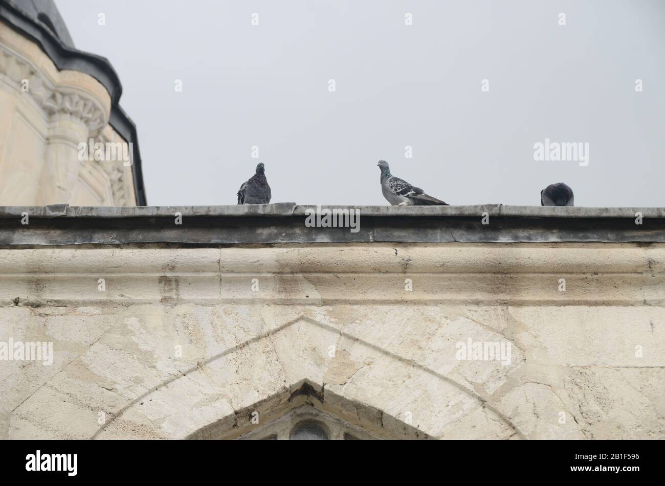 Turtledoves at Mosque Stock Photo - Alamy