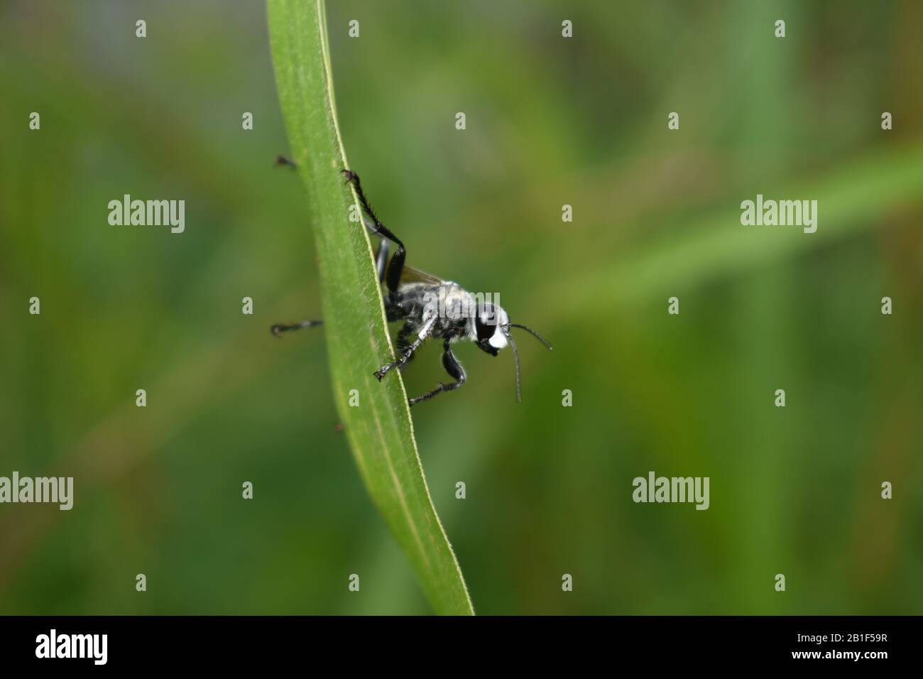 A Sand wasp (Tribe Psenini) perched on green grass. Surakarta ...