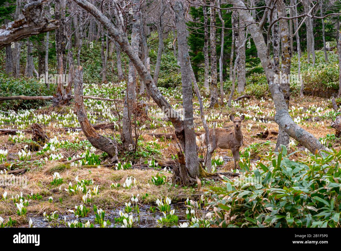 Wild deer in the forest, posing at spring woods Stock Photo - Alamy