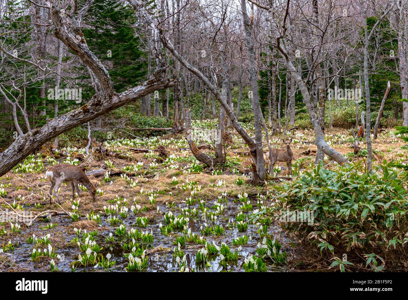 Wild deer in the forest, posing at spring woods Stock Photo - Alamy