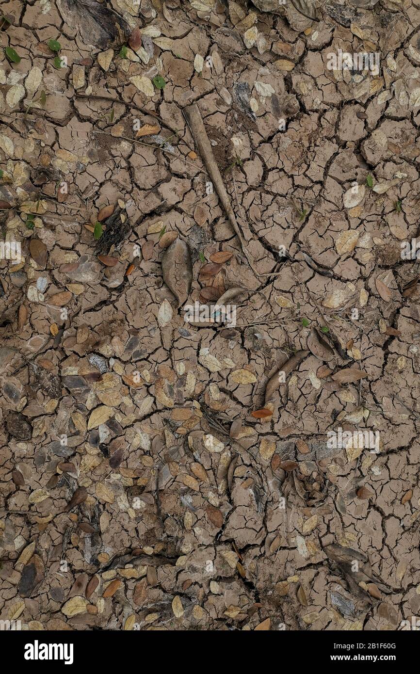 Dried river and cracked land texture with dried leaf and tree branch ...