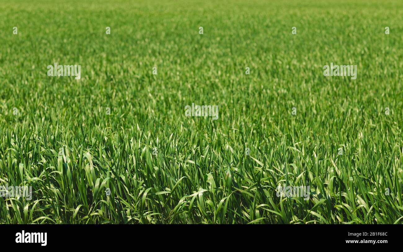 Green lawn pattern. Green grass texture for background Stock Photo - Alamy