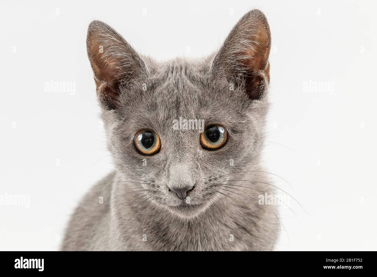 Breedcat Russian Blue (Felis silvestris catus), 12 weeks, kitten, animal portrait, light grey ...