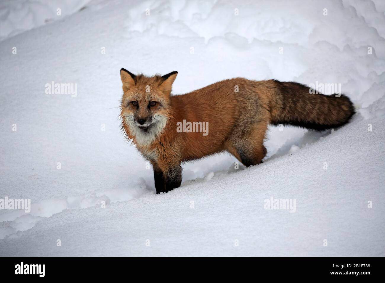 American red fox, (Vulpes fulva), adult, in winter, in snow, alert ...