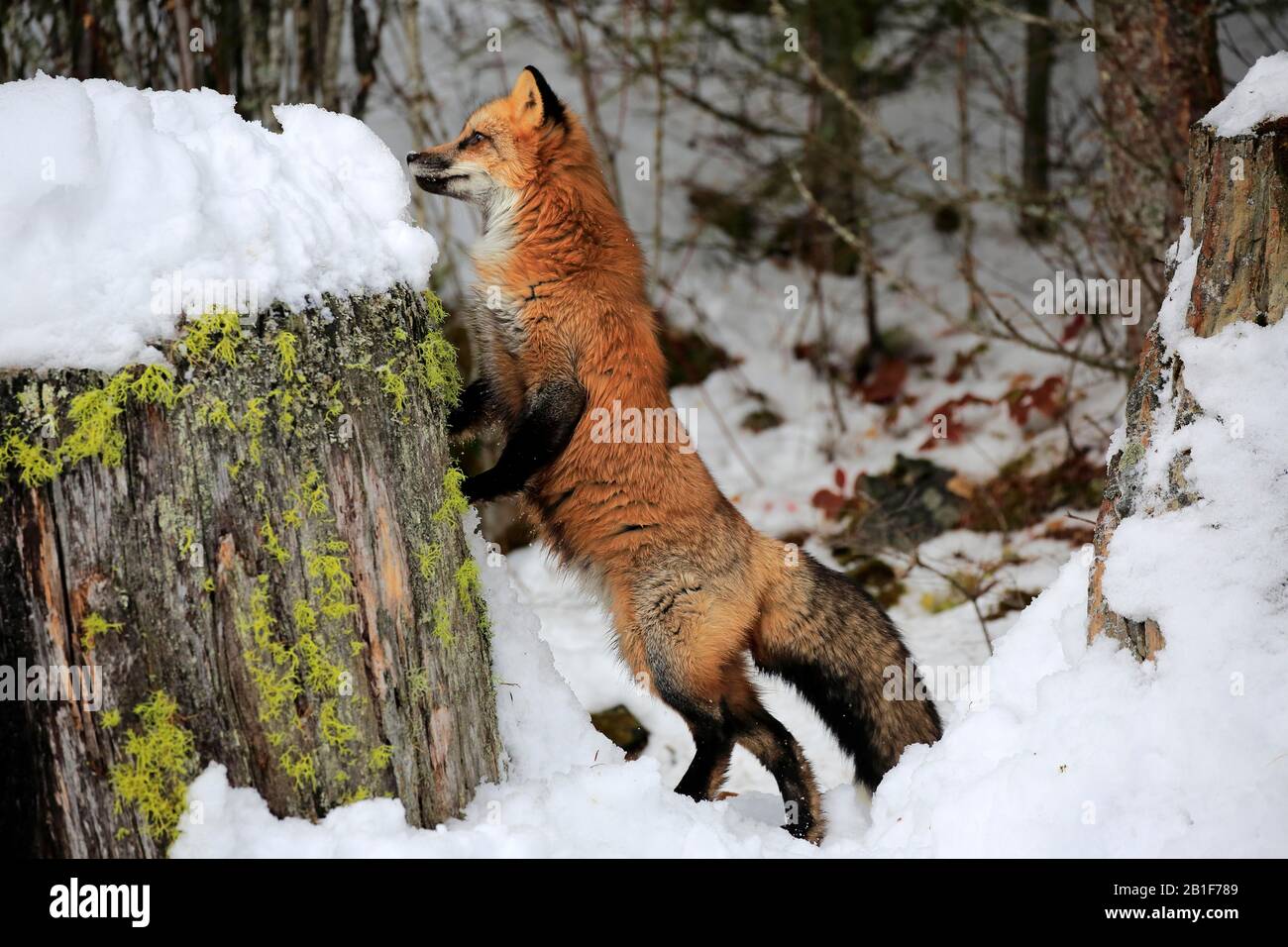 American red fox, (Vulpes fulva), adult, in winter, in snow, foraging ...