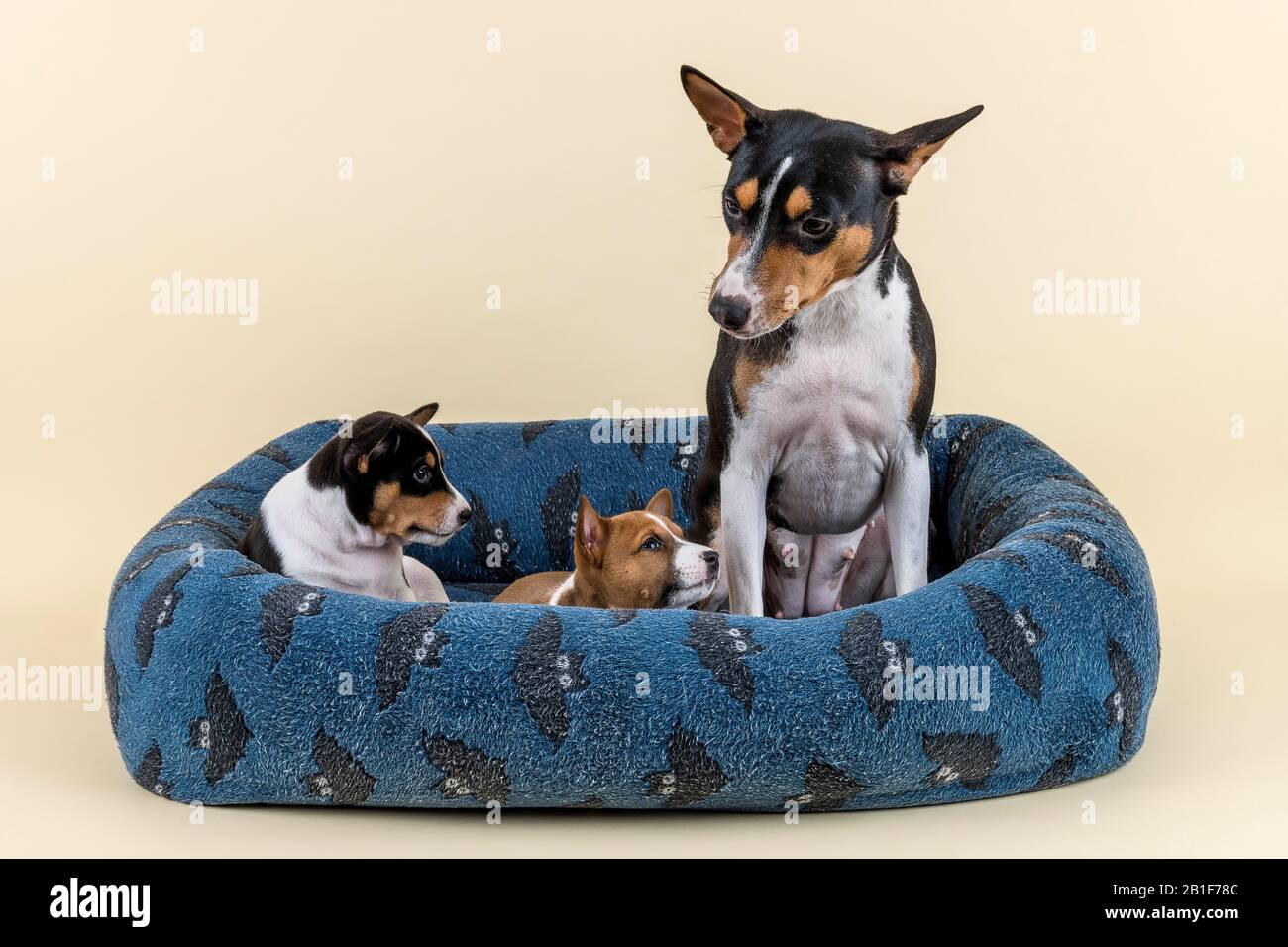 Basenji or Congo Terrier (Canis lupus familiaris), adult animal with ...