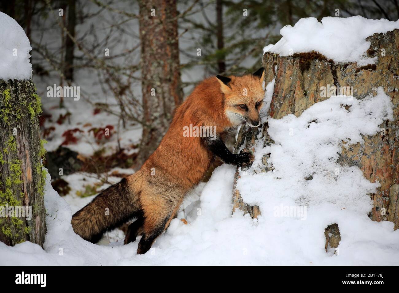 American red fox, (Vulpes fulva), adult, in winter, in snow, foraging ...