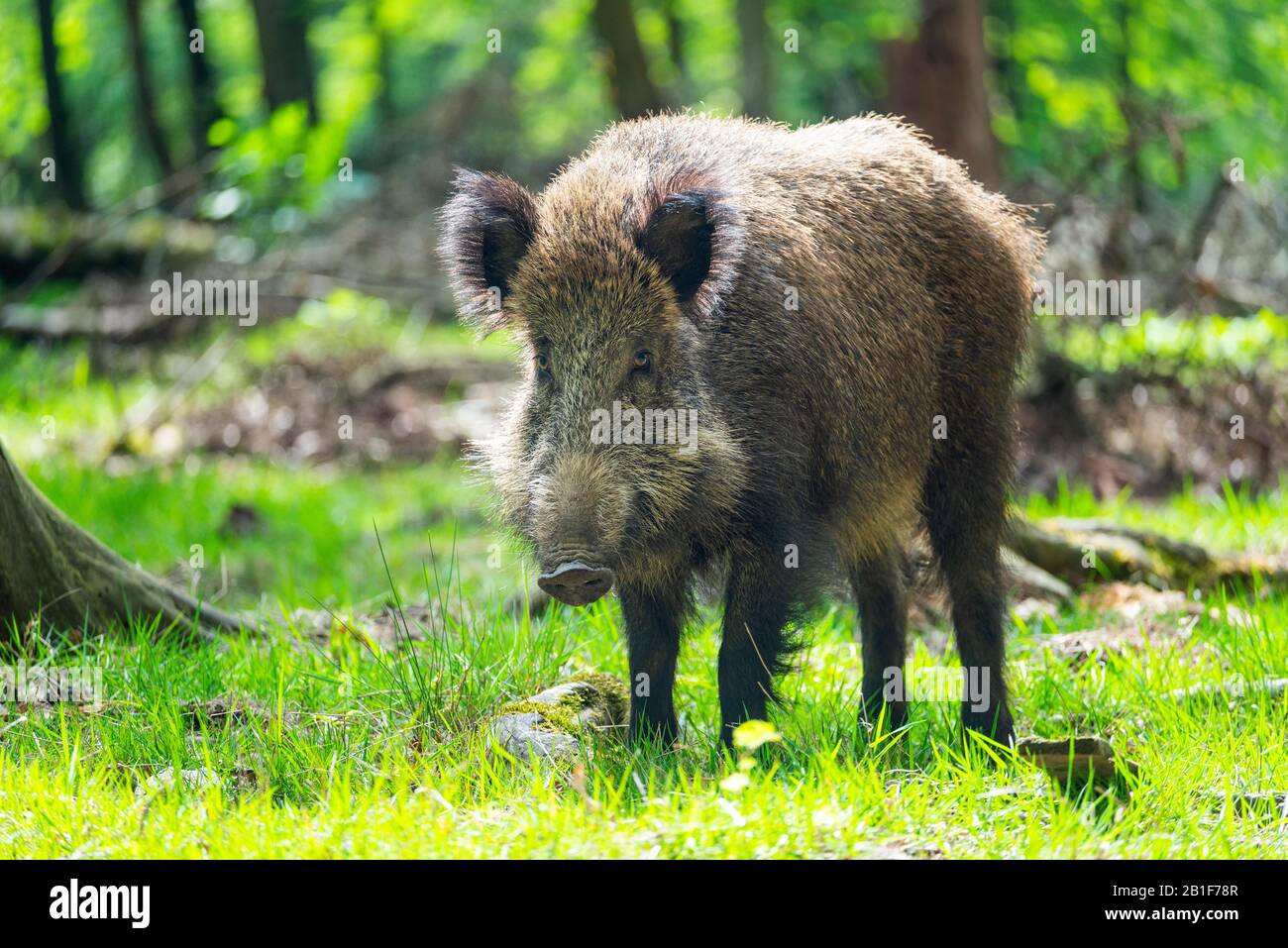 Wild boar (Sus scrofa), Bache, captive, Germany Stock Photo - Alamy