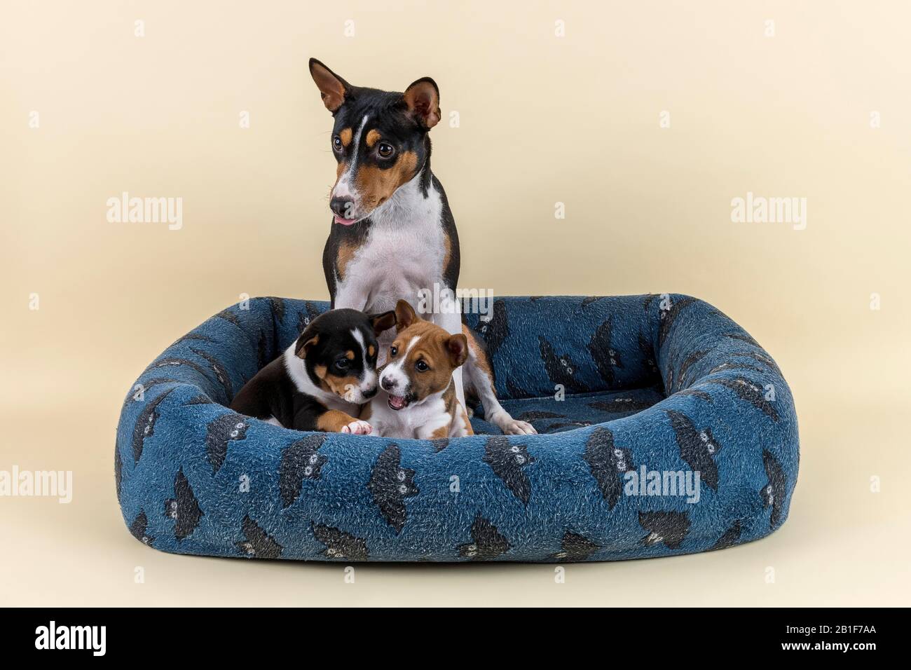 Congo hound hi-res stock photography and images - Alamy