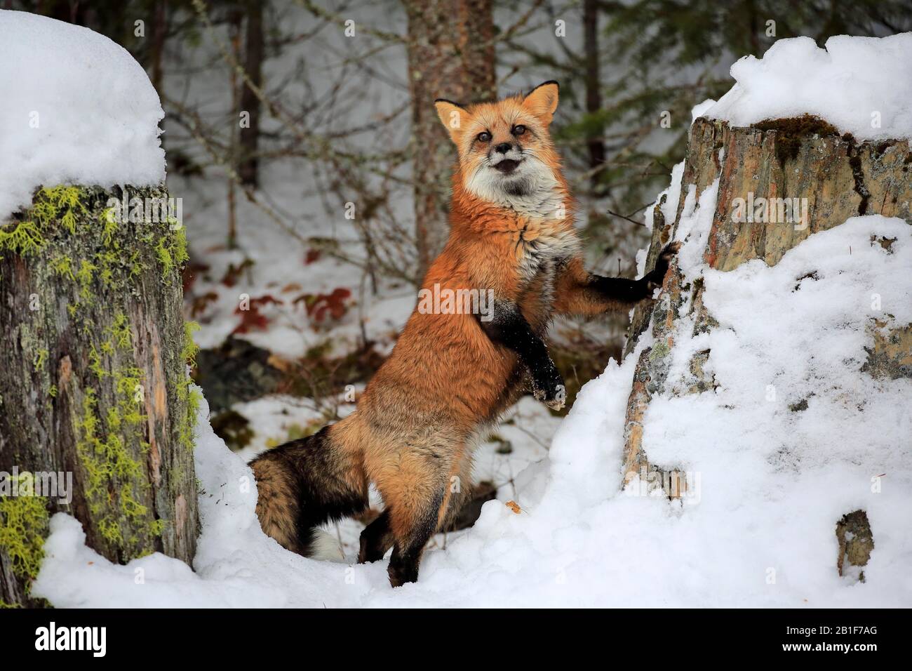 American red fox, (Vulpes fulva), adult, in winter, in snow, foraging ...