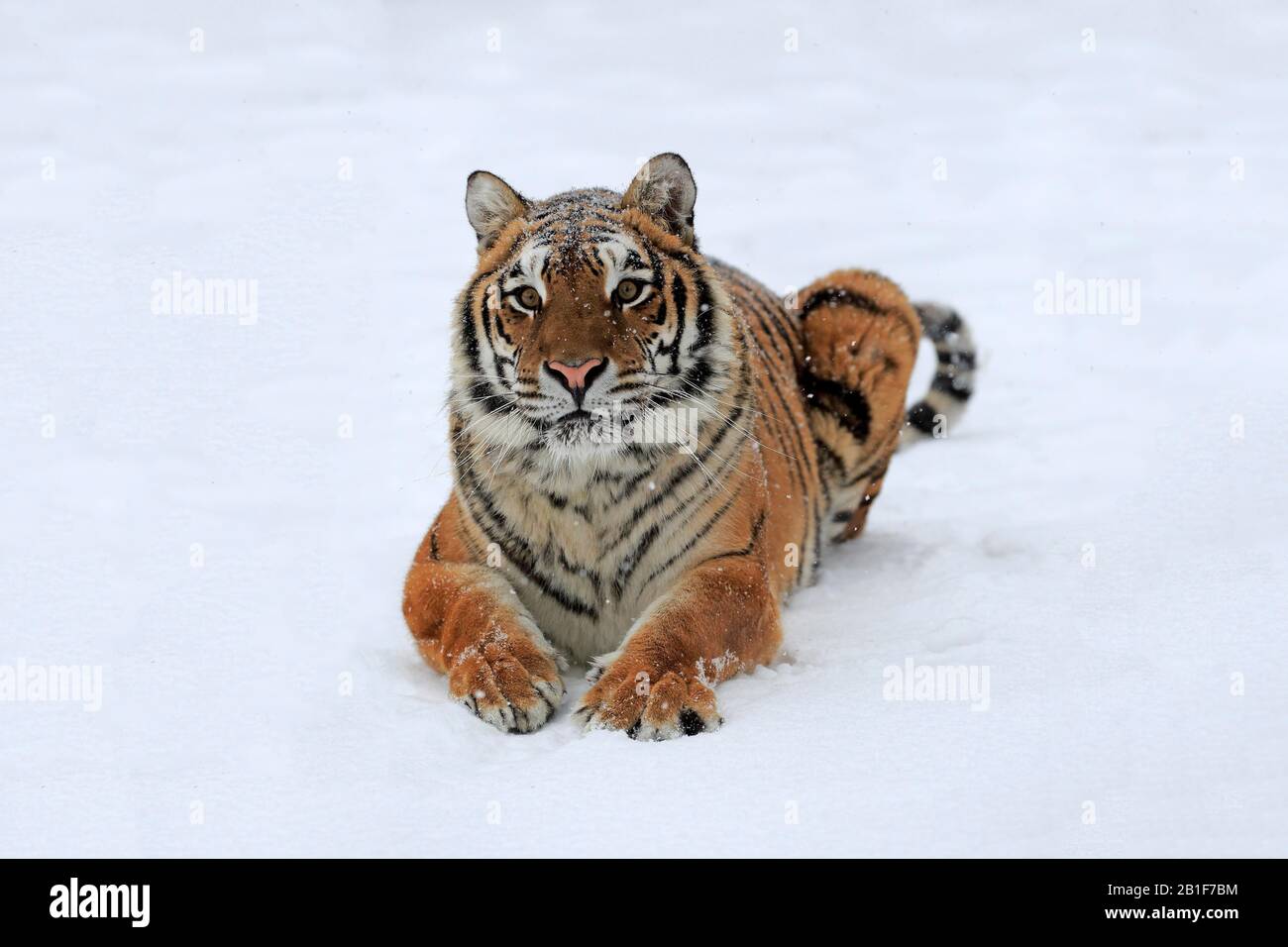 Siberian tiger (Panthera tigris altaica), adult, captive, in winter, in snow, alert, Montana ...
