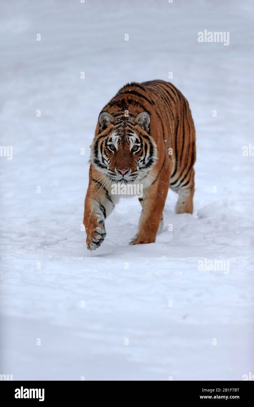 Siberian tiger (Panthera tigris altaica), adult, captive, in winter, in snow, stalking, Montana ...