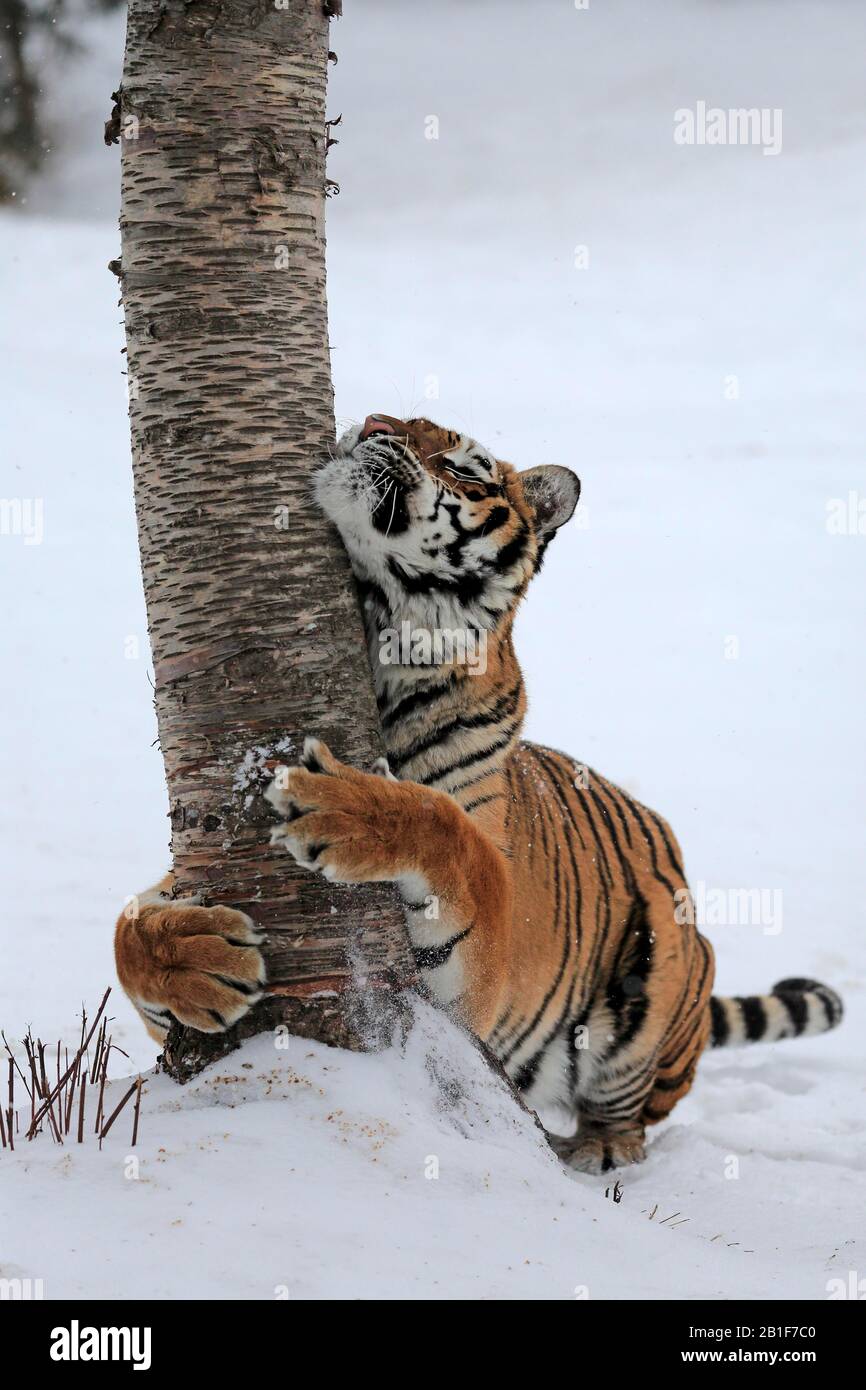 Tiger claw tree hi-res stock photography and images - Alamy
