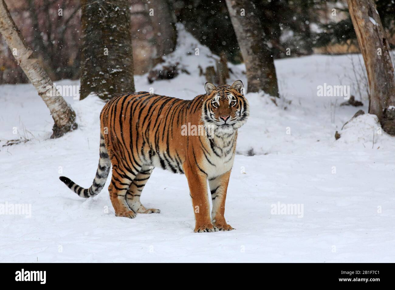 Siberian tiger (Panthera tigris altaica), adult, captive, in winter, in snow, alert, Montana ...