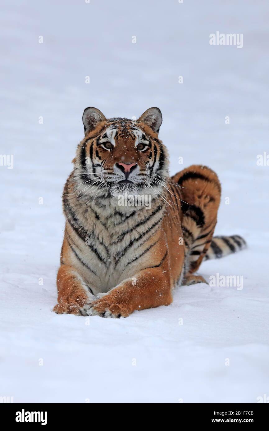 Siberian tiger (Panthera tigris altaica), adult, captive, in winter, in snow, alert, Montana ...