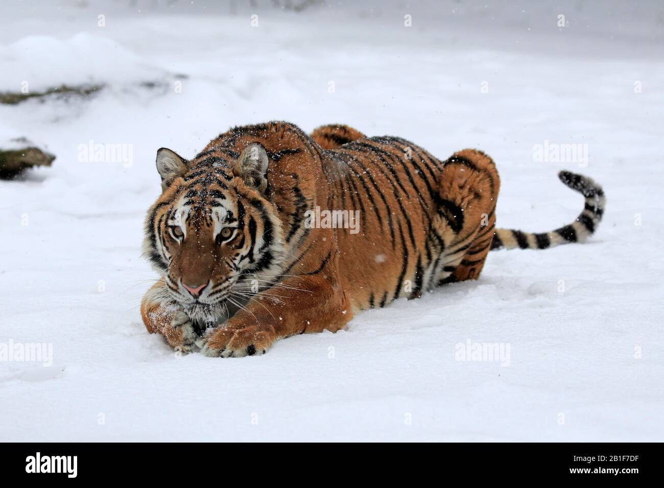 Siberian tiger (Panthera tigris altaica), adult, captive, in winter, in snow, alert, Montana ...