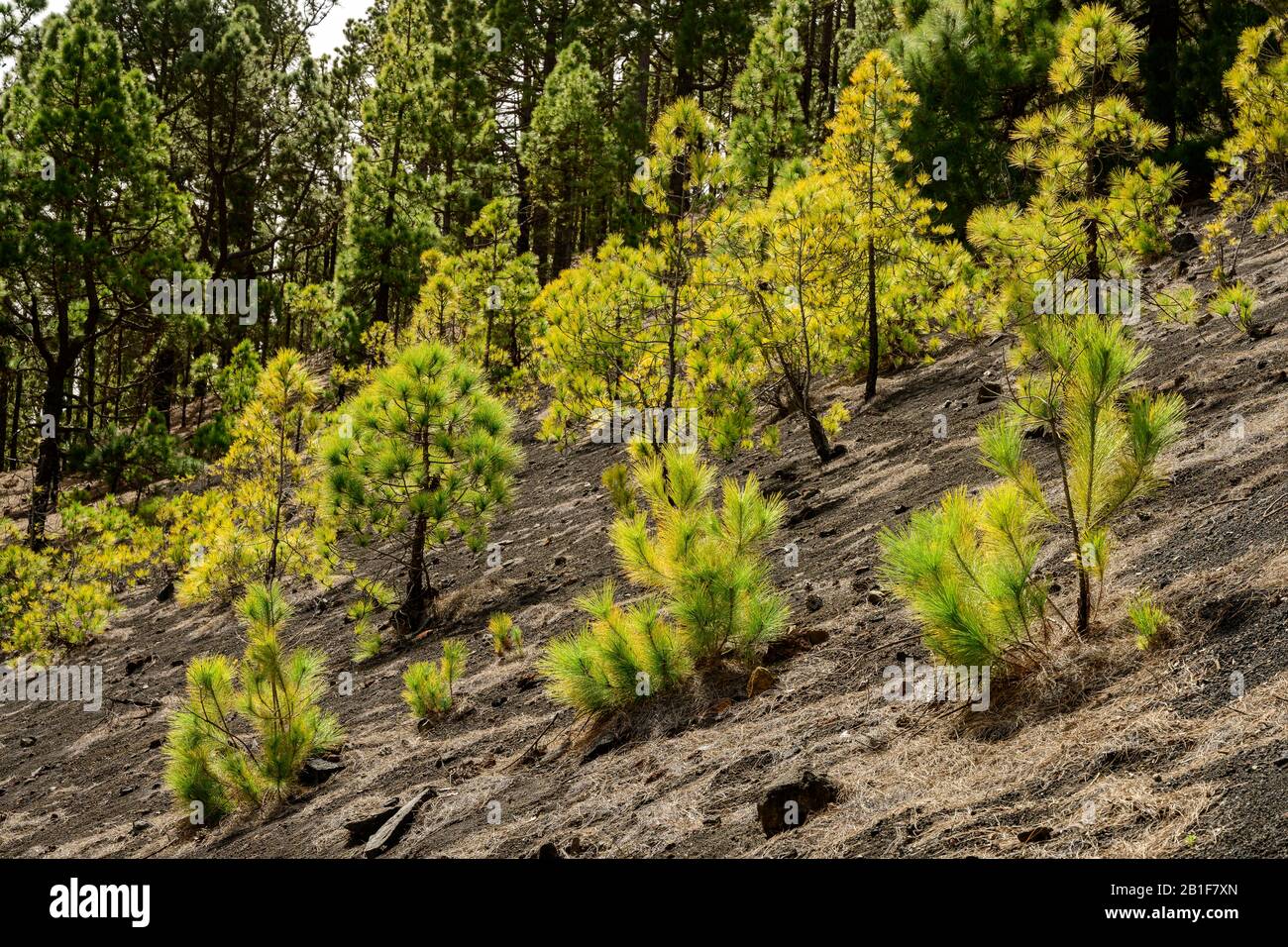 Young Canary Island pines (Pinus canariensis) on a lava field, La Palma ...