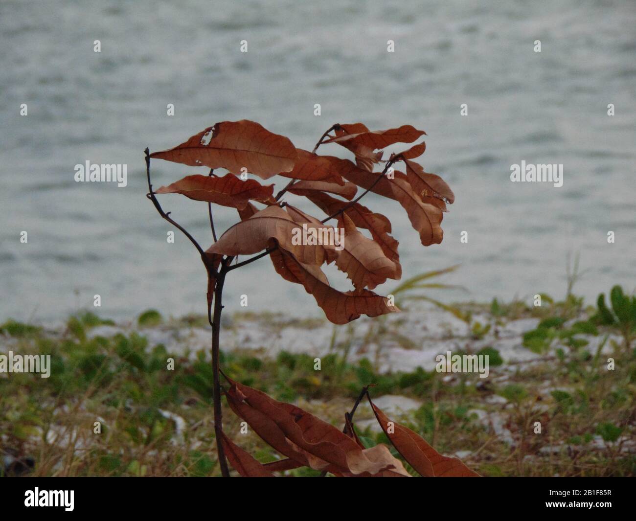 withered leaves on the beach Stock Photo - Alamy