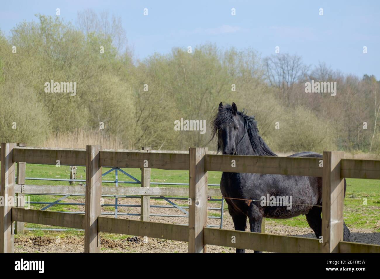 Friesian Horse Head High Resolution Stock Photography and Images - Alamy