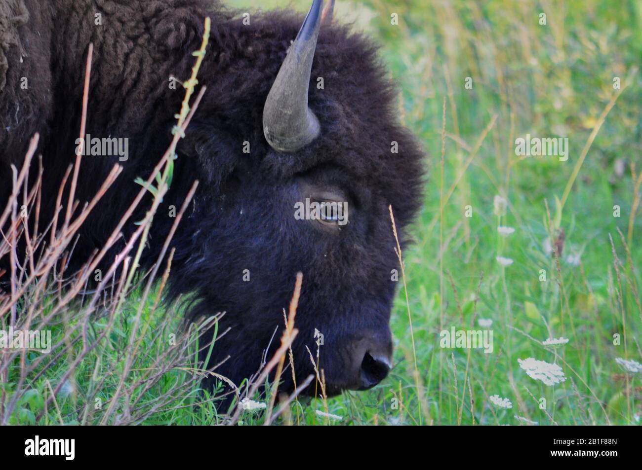 Bison in tall grass Stock Photo - Alamy