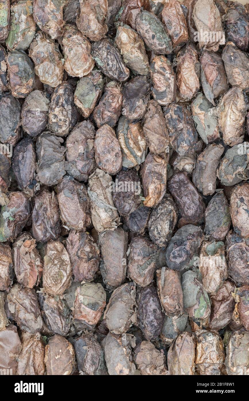 Moon moth cocoon hi-res stock photography and images - Alamy