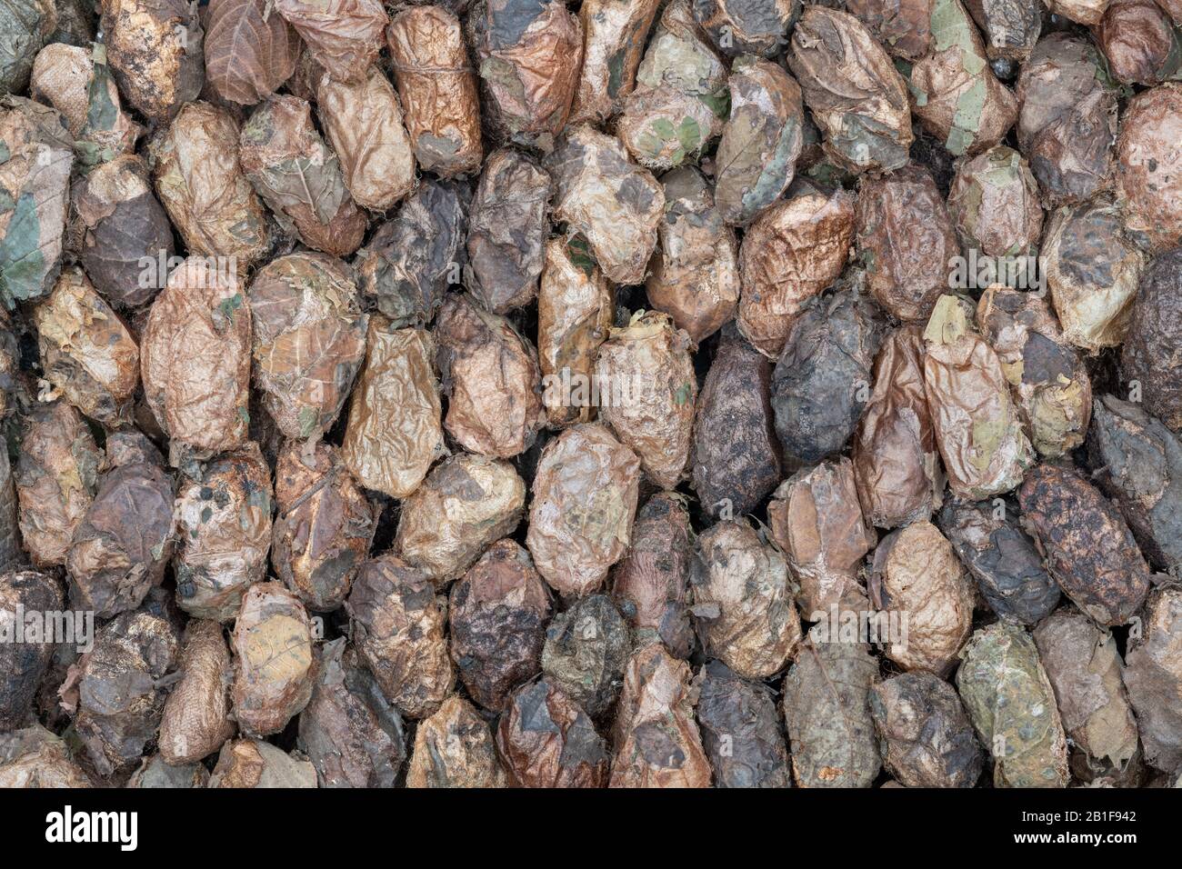 Moon moth cocoon hi-res stock photography and images - Alamy