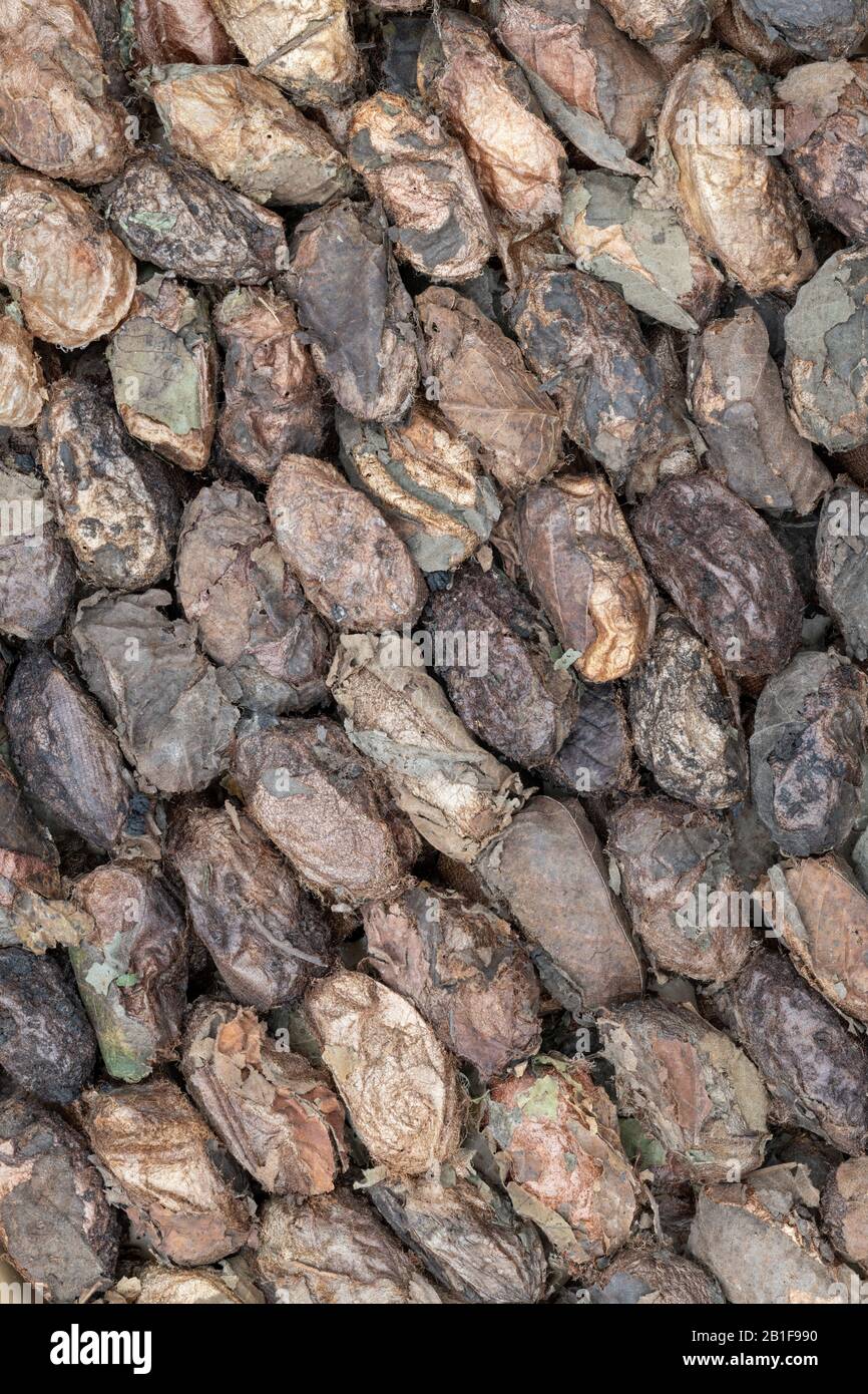 Moon moth cocoon hi-res stock photography and images - Alamy