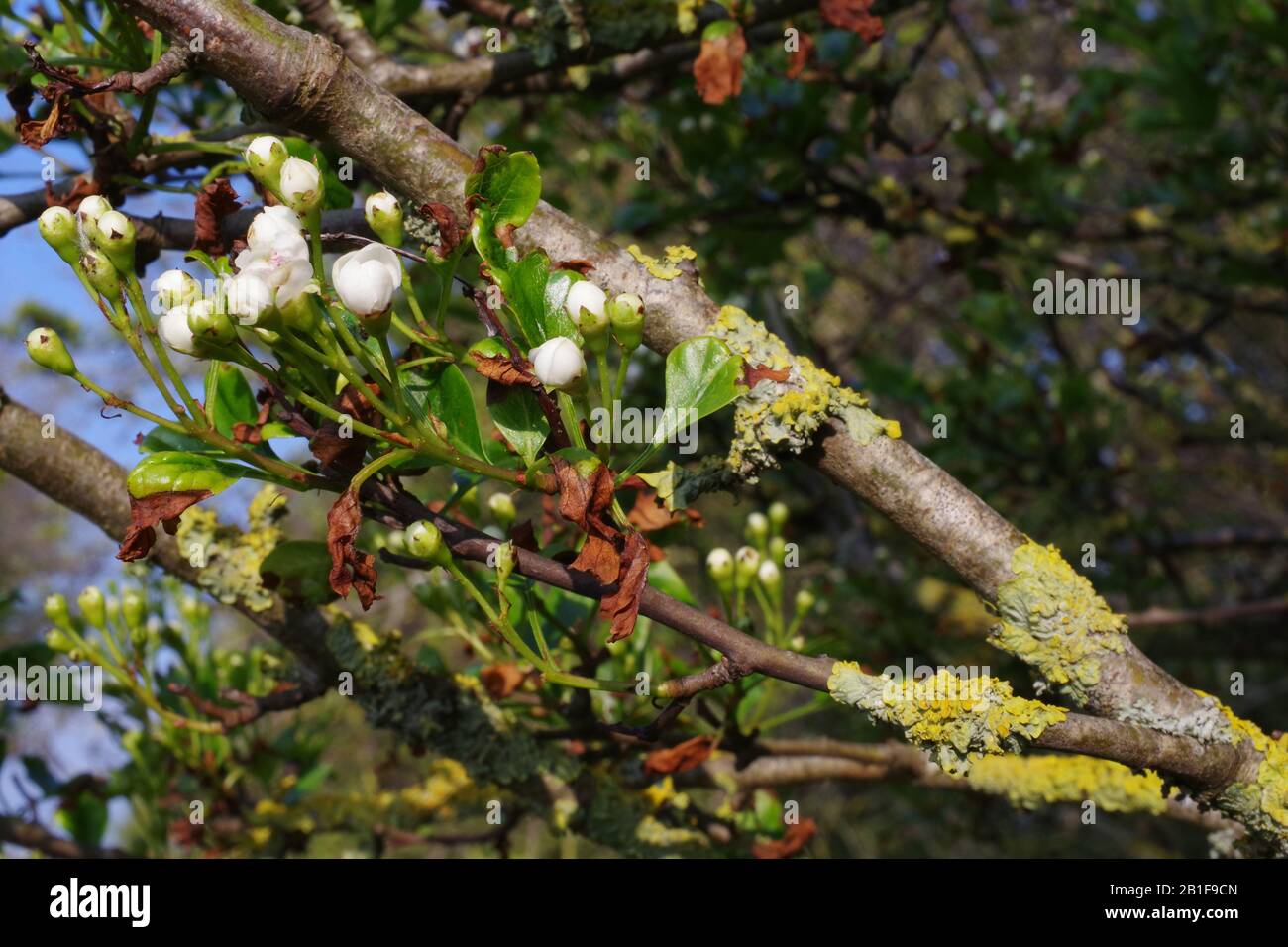 Close up of a Wild Cheer Tree (Prunus avium) in Spring. Ludwell Valley ...