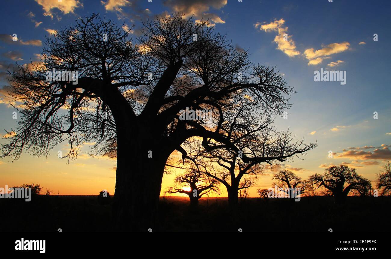 Towering baobab tree hi-res stock photography and images - Alamy