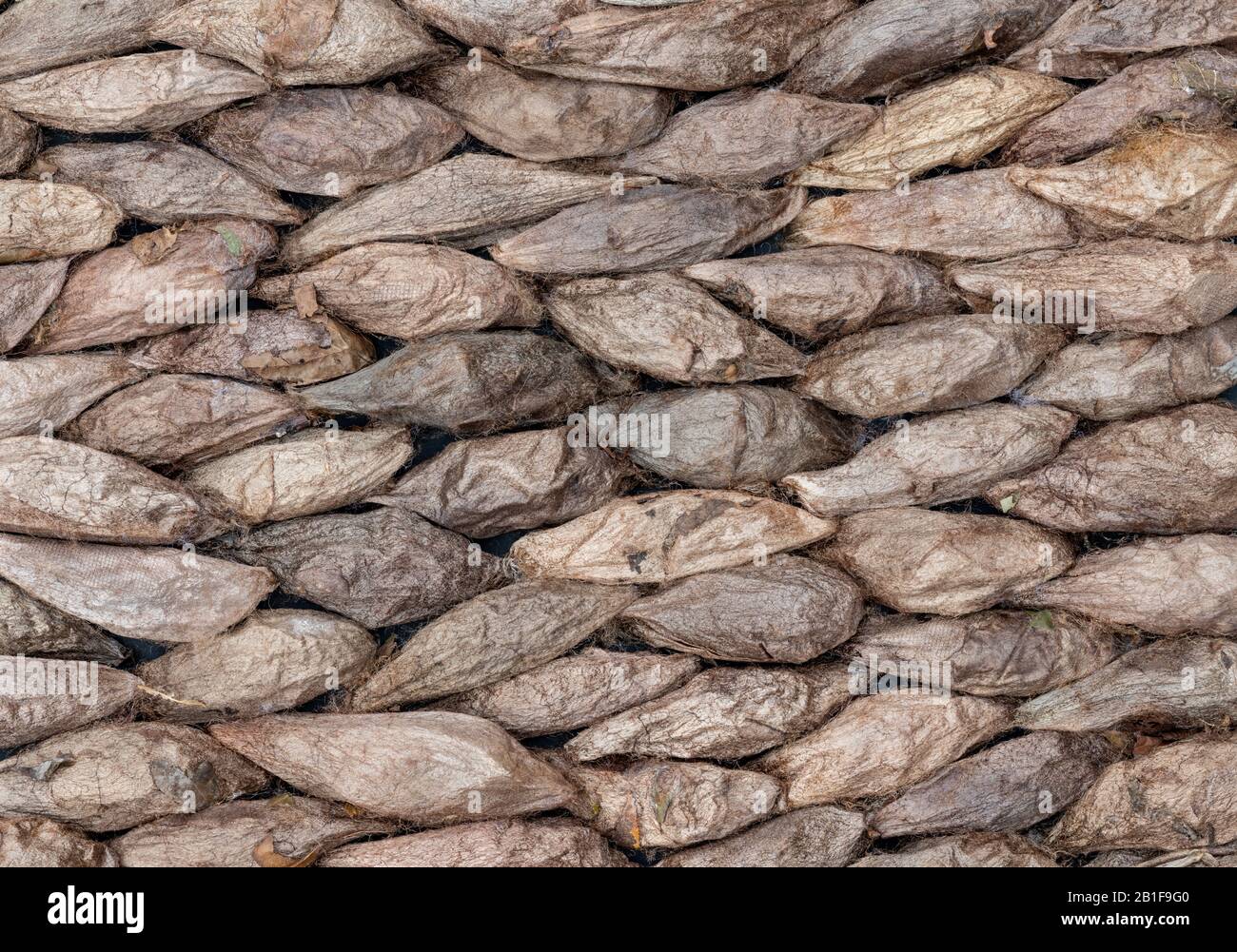 Cecropia Moth (Hyalophora cecropia) Overwintering cocoons in tray at ...