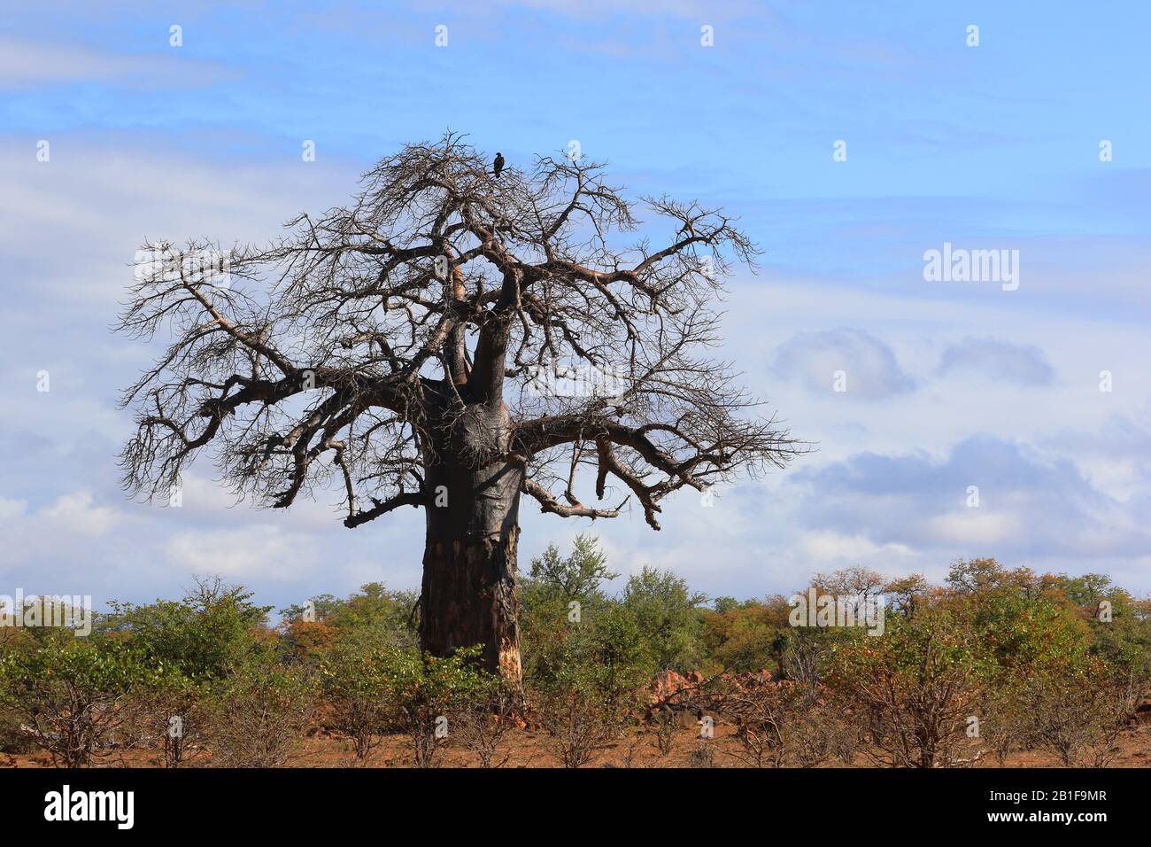 Towering baobab tree hi-res stock photography and images - Alamy