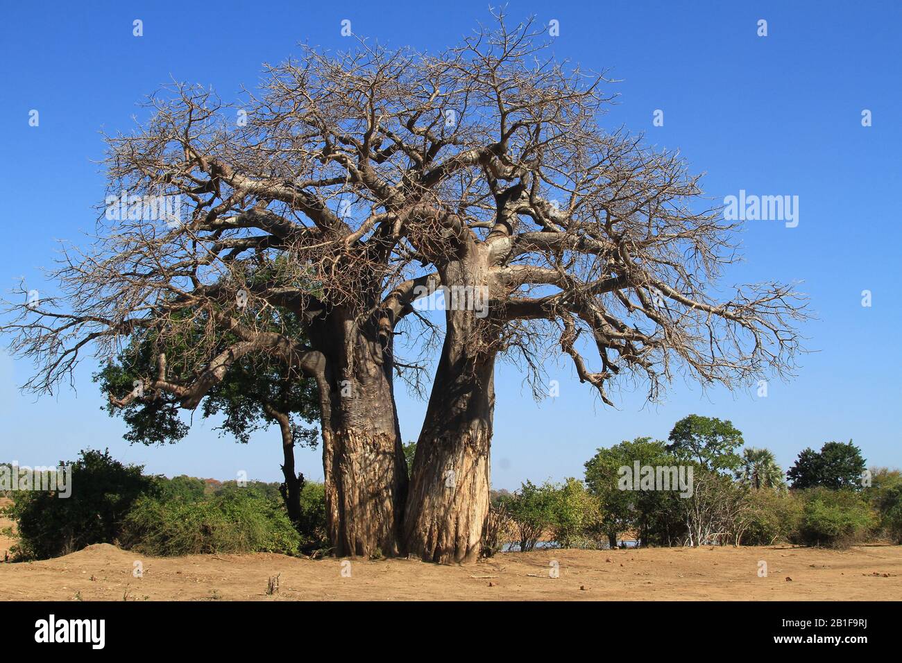 Stunning African Baobabs Stock Photo - Alamy