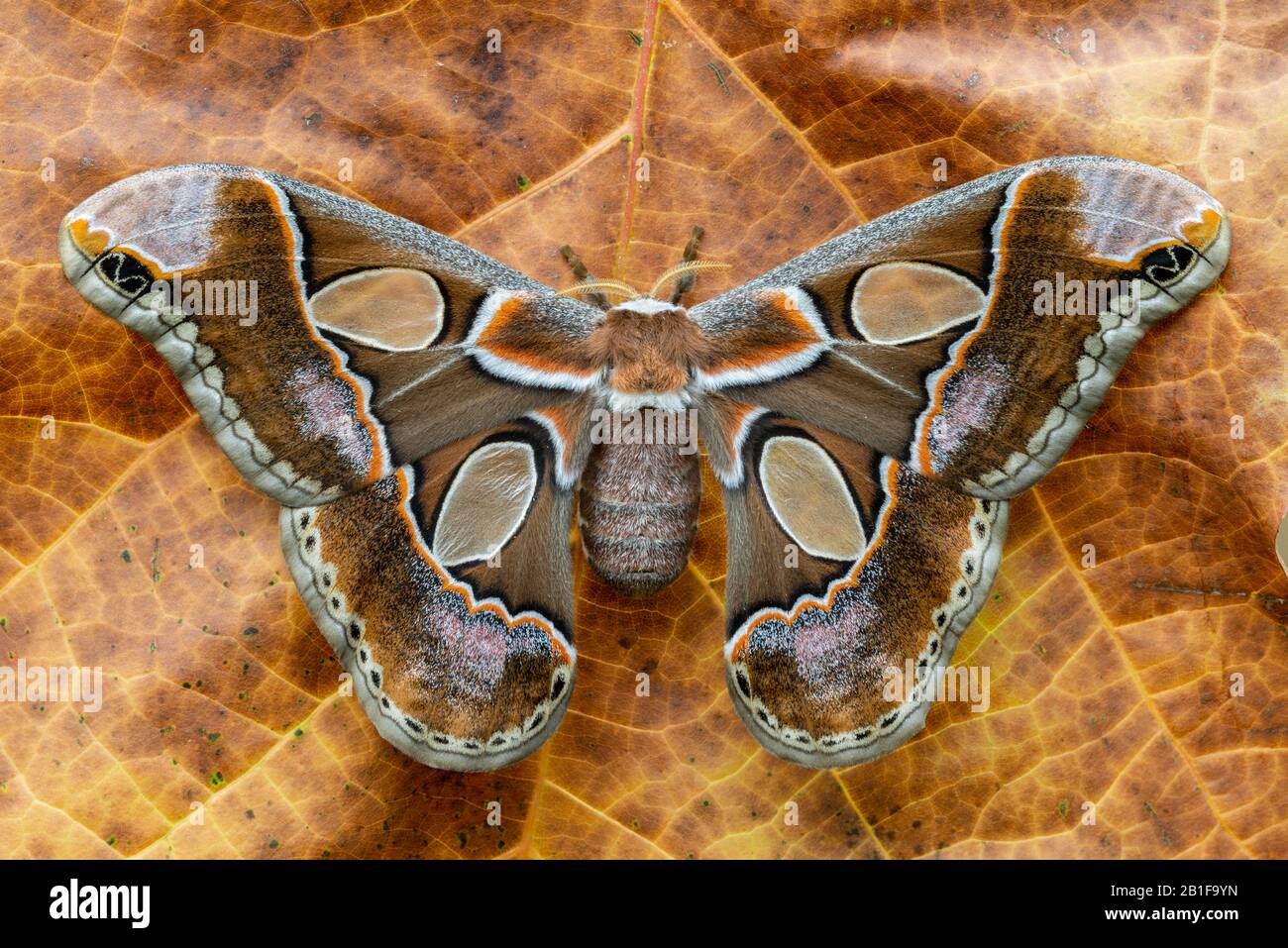 The sycamore moth hi-res stock photography and images - Alamy