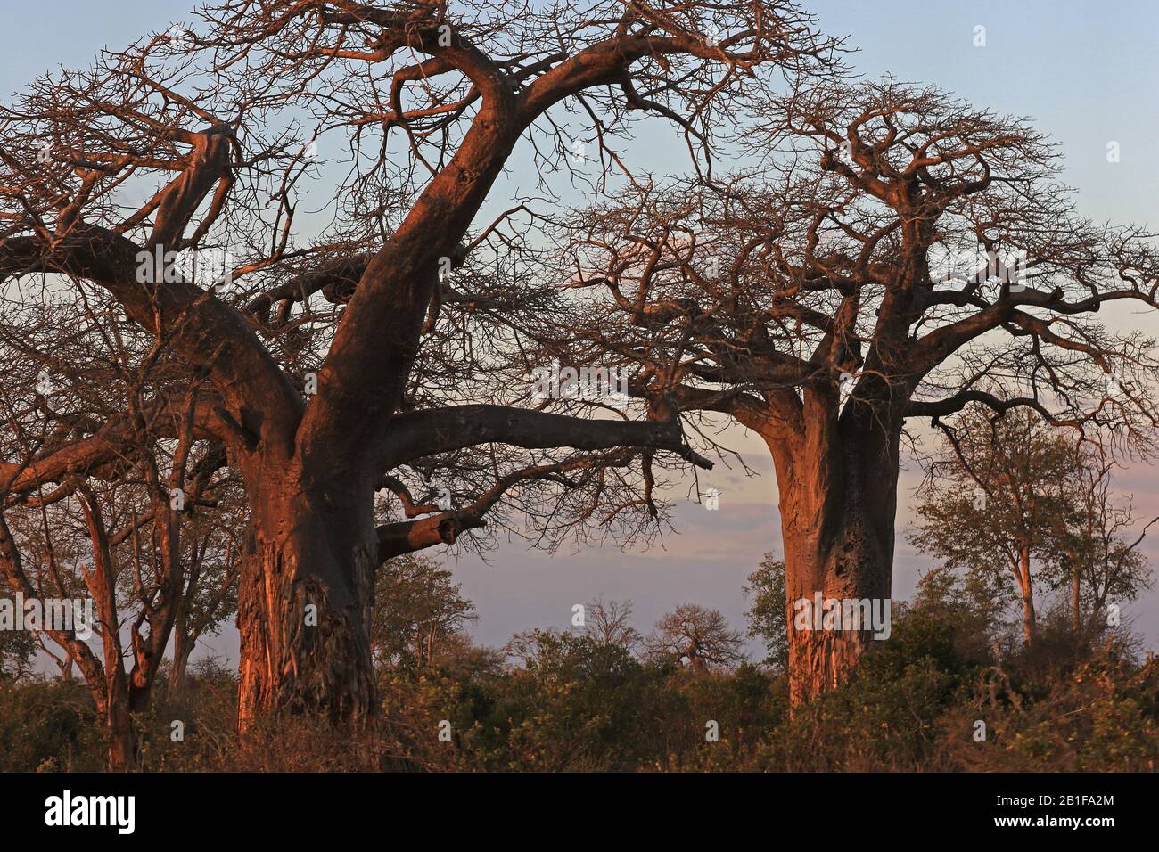 Towering baobab tree hi-res stock photography and images - Alamy