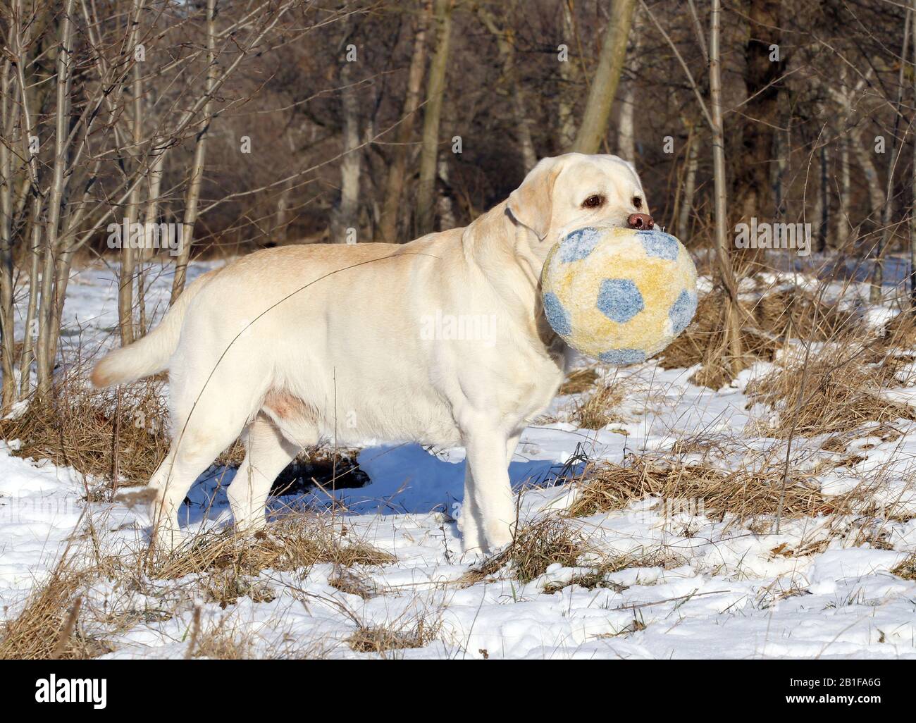 a yellow labrador in the snow in winter with a toy Stock Photo - Alamy